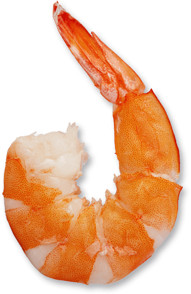 Dutch Dumplin Garnaal – Dutch Dumplin